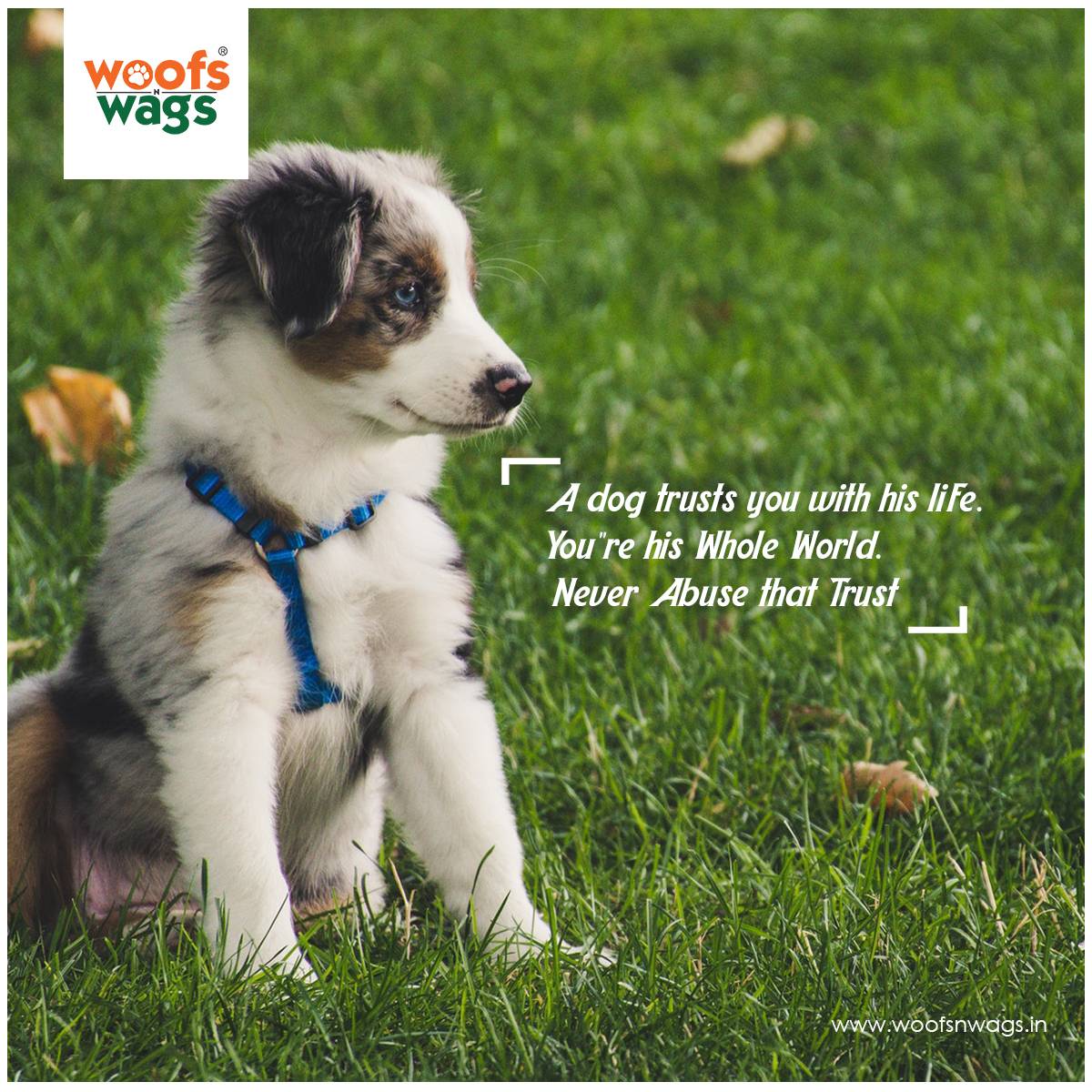 Does Your Dog Trust You