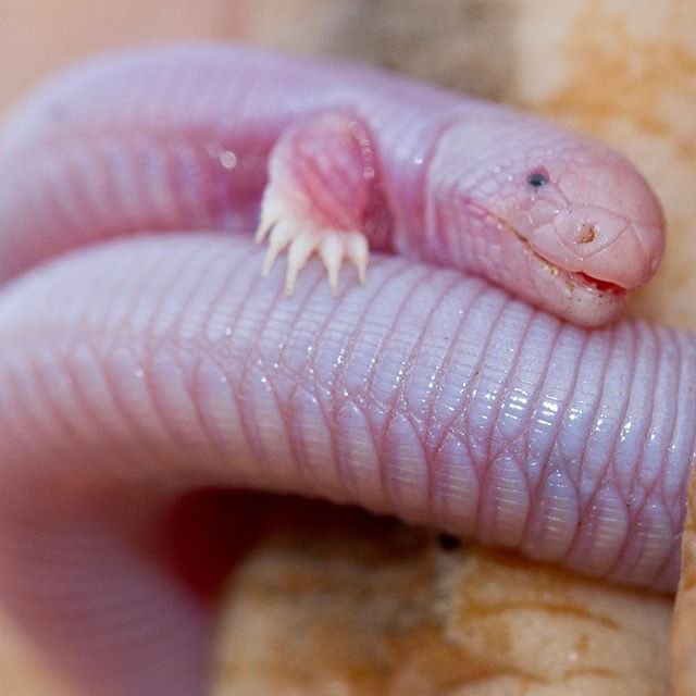 Mexican Mole Lizard