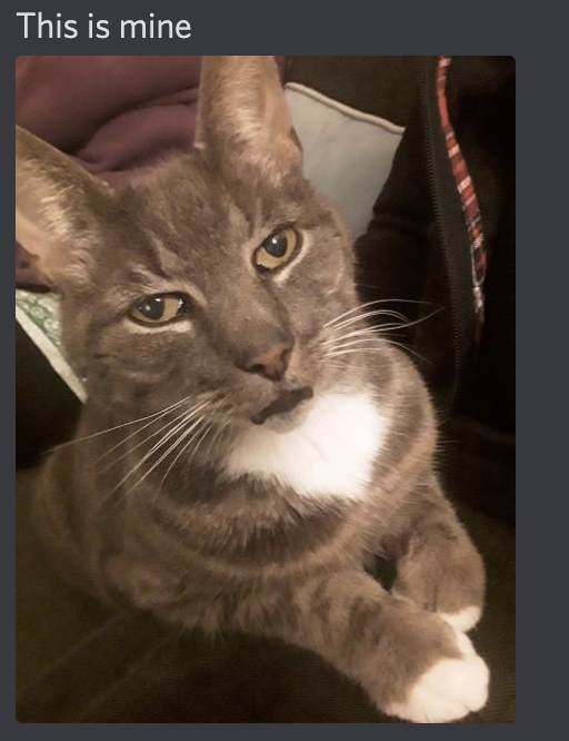 Nicolas Cage Cat Face Meme