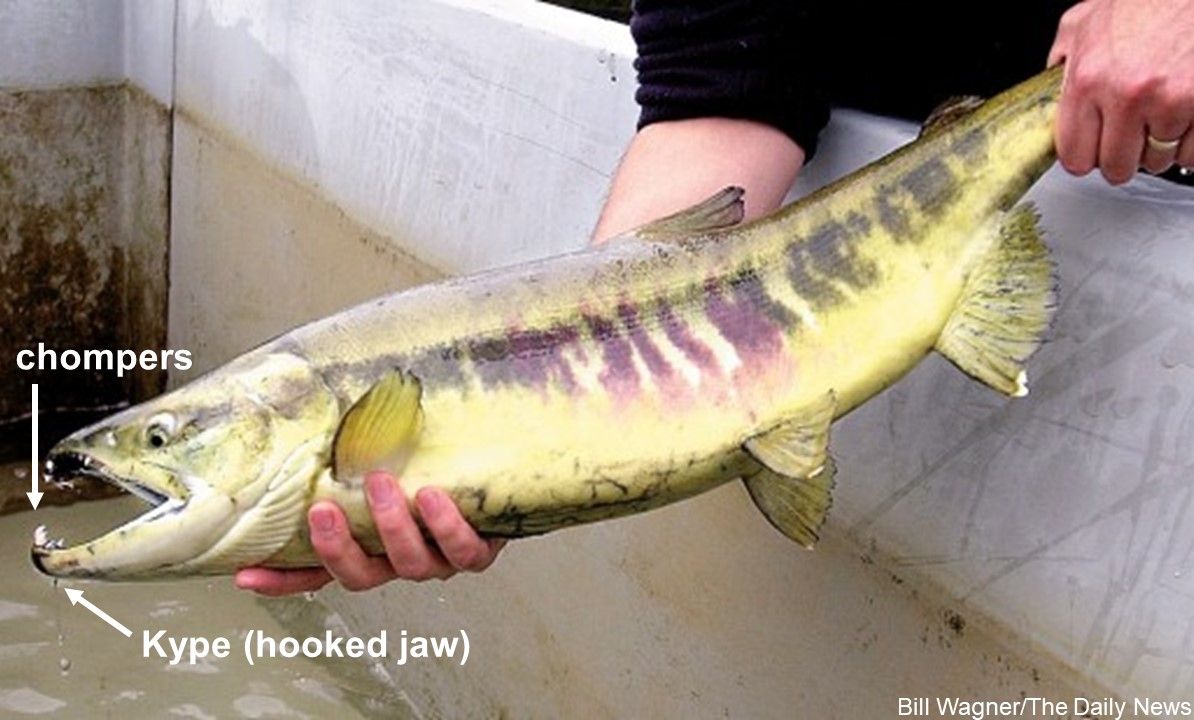 Chum Salmon Teeth