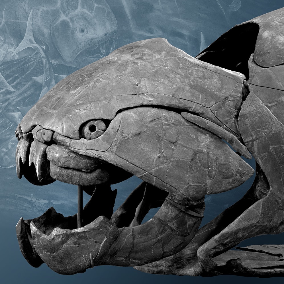 Dunkleosteus Fish