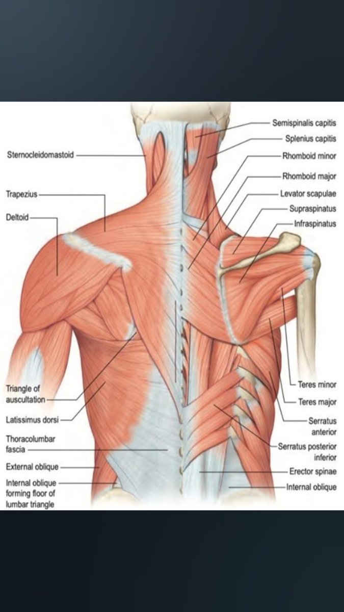 Triangle Of Auscultation