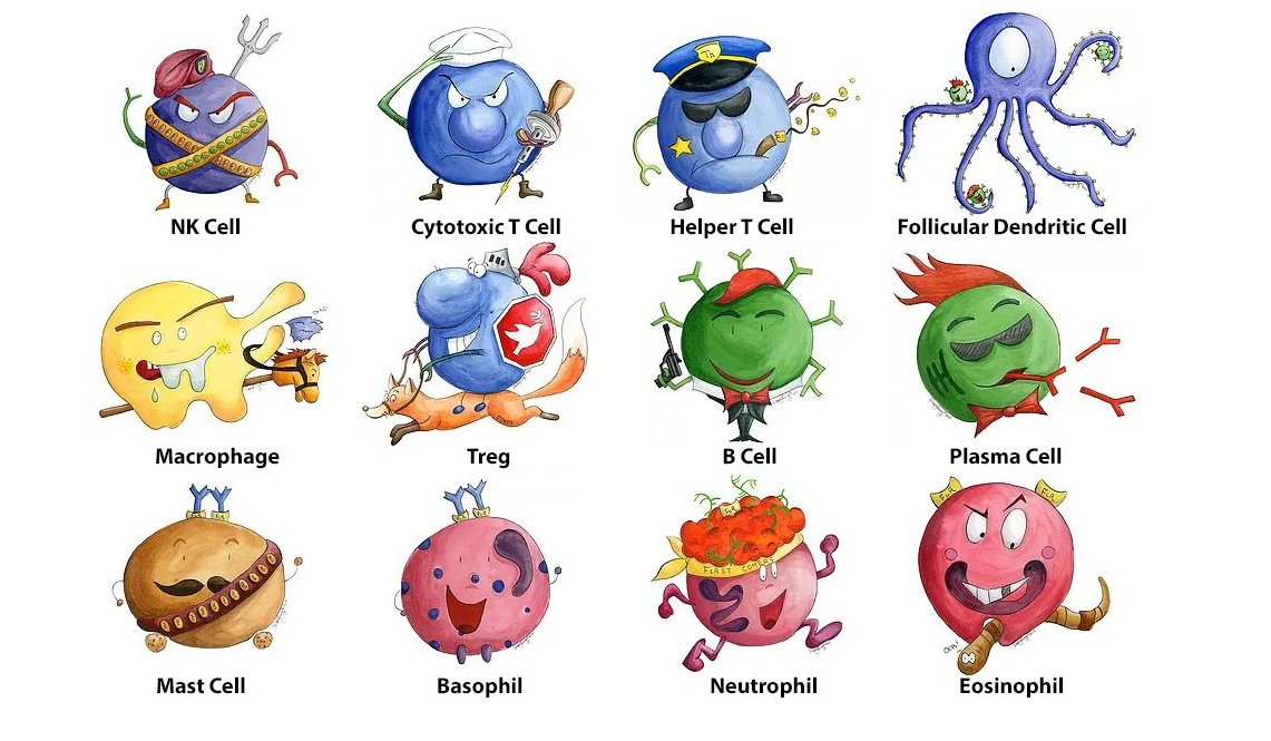 Immune System Cell Cartoon