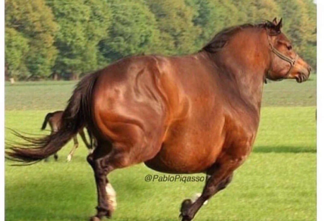 Ugly Fat Pony Three Amigos Amino Acid Supplement For Horses | Mad