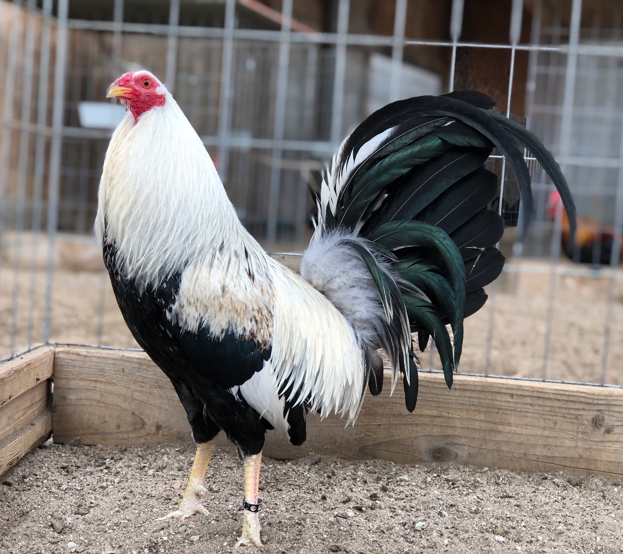 Frost Grey Gamefowl