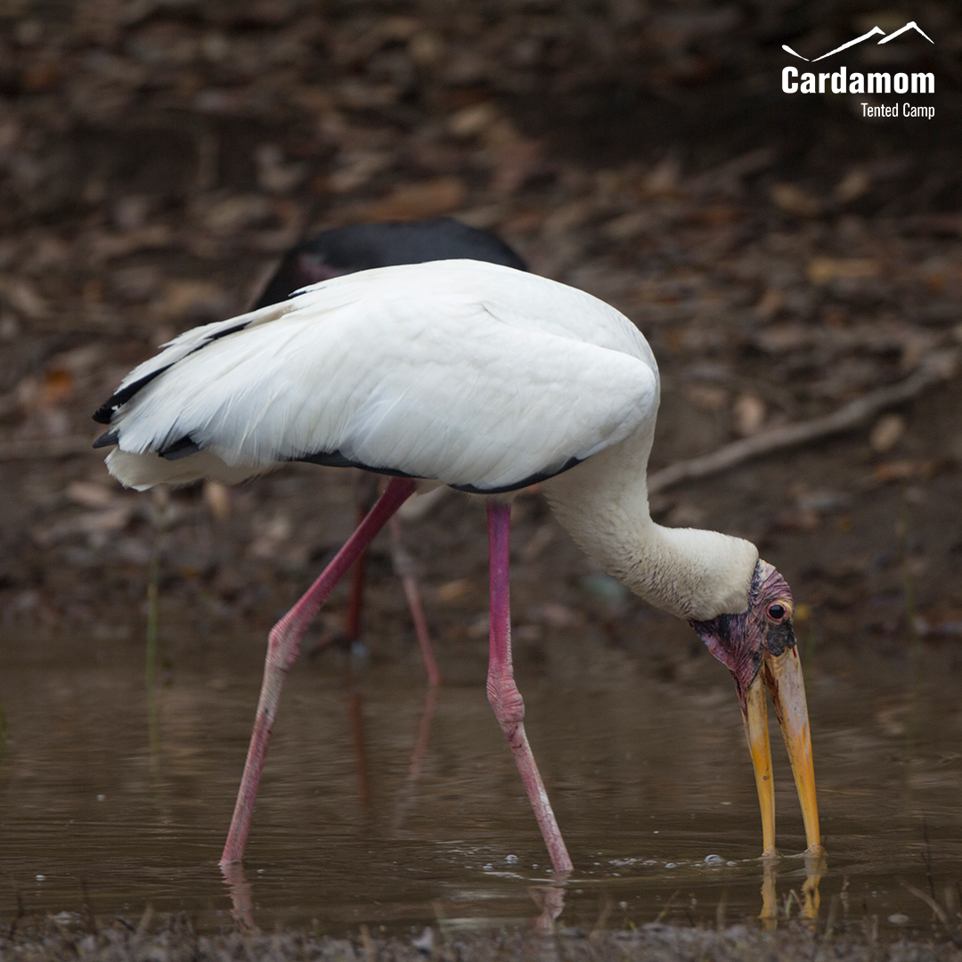 Botum Sakor National Park