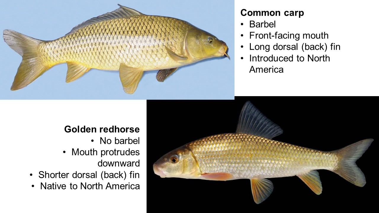 Common Carp Fish Diagram