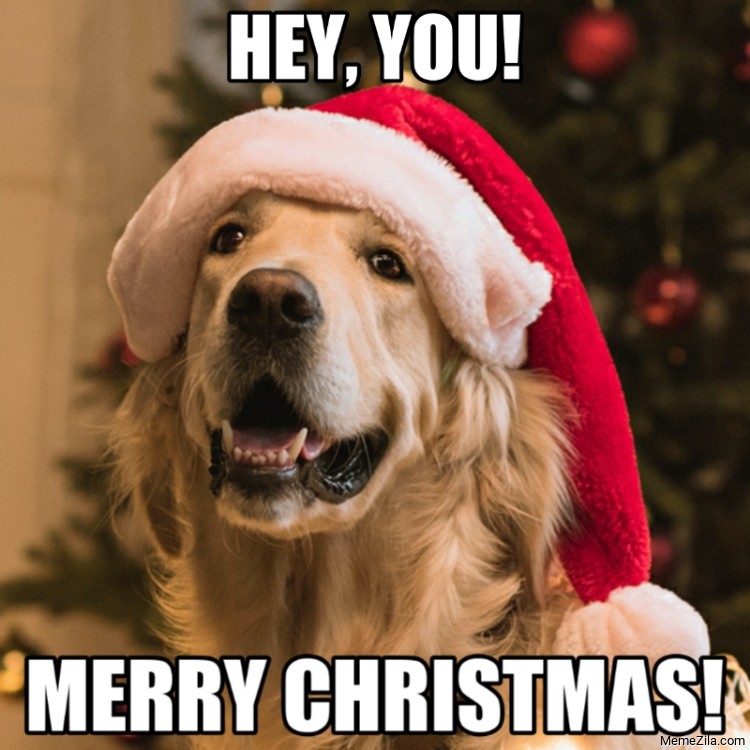Funny Christmas Dog Memes