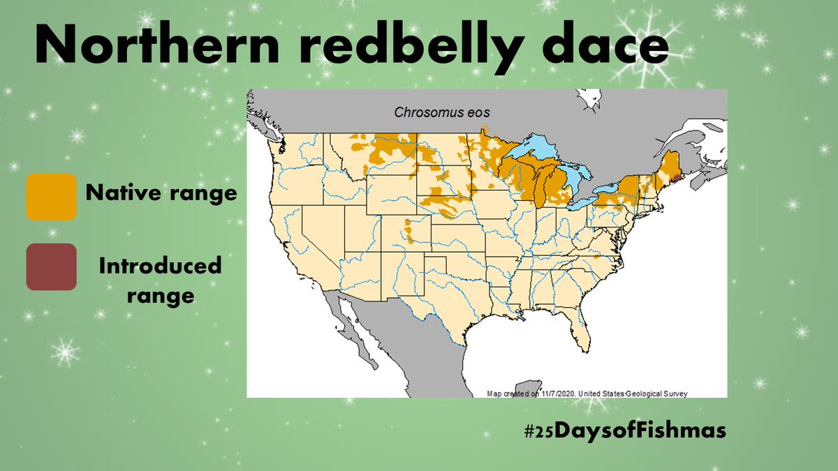 Northern Red Belly Dace