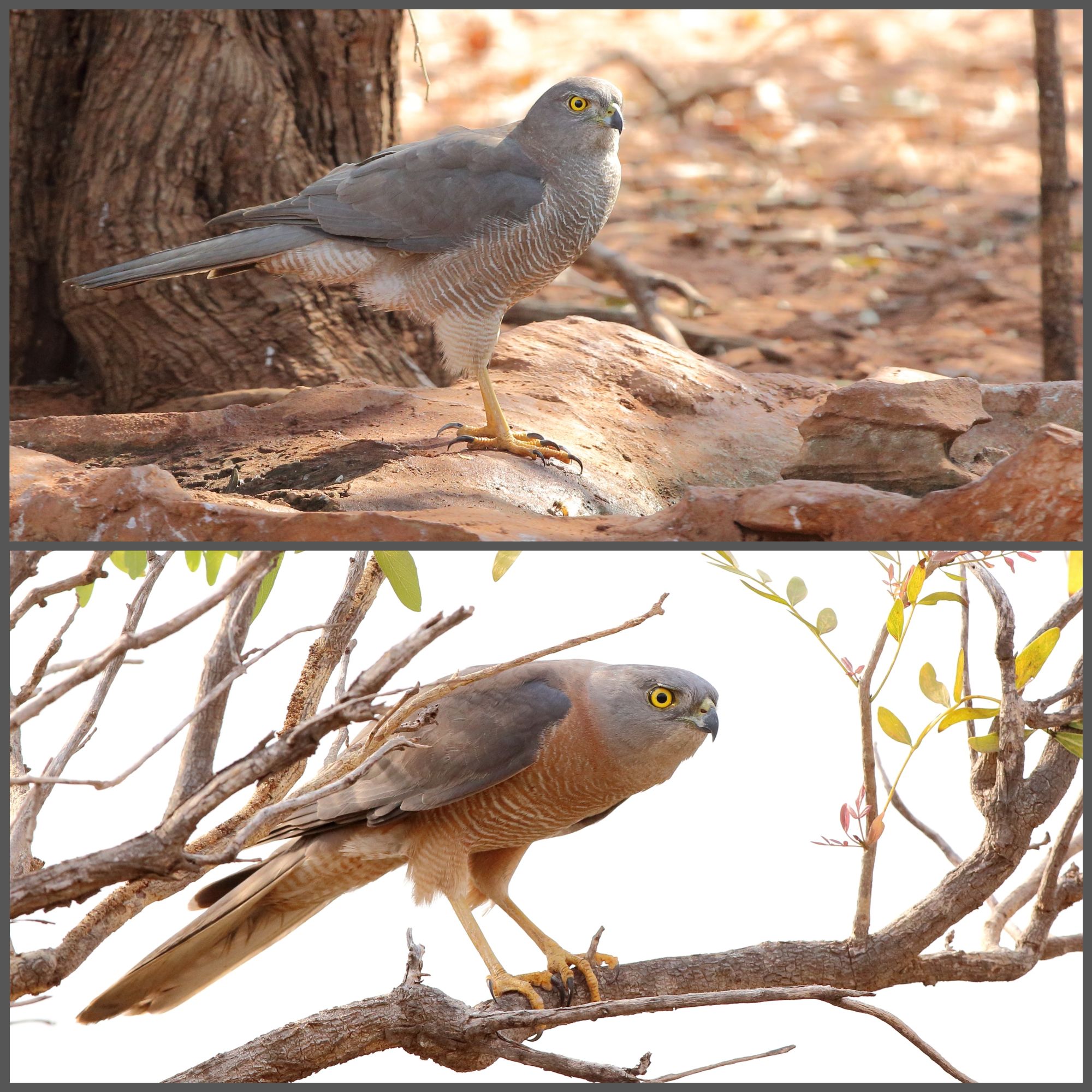Goshawk Vs Sparrowhawk