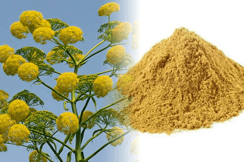 Asafoetida Root