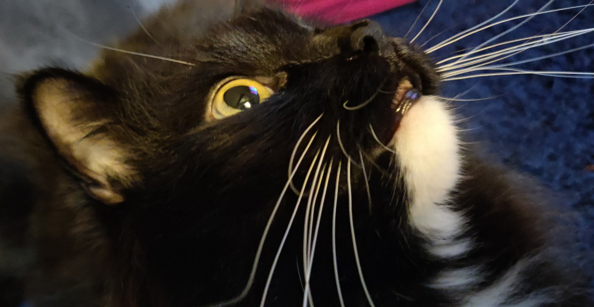 TW Pornstars - Muffin Slayer. Twitter. Oh yeah one last thing here's a ...