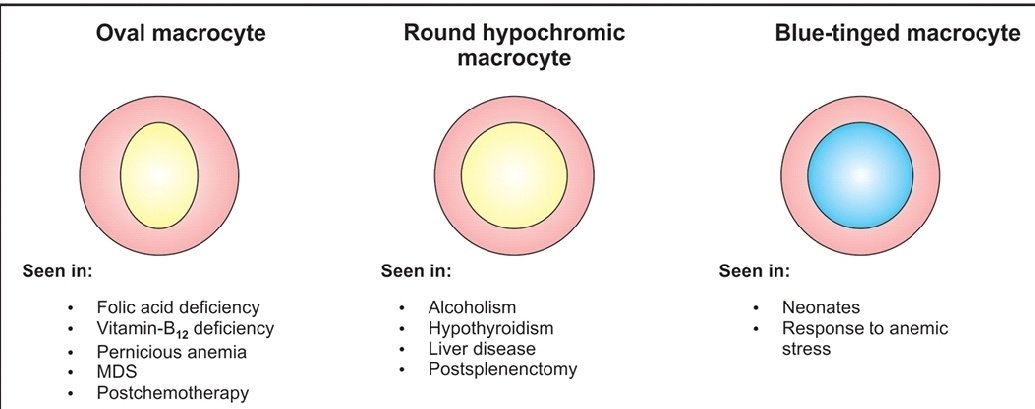 نقاش.. 🏨في أحد المعامل سأل طالب الدكتور وهو محدق في المجهر... 🧕الطالب :يا دكتور يوجد في الفلد ...