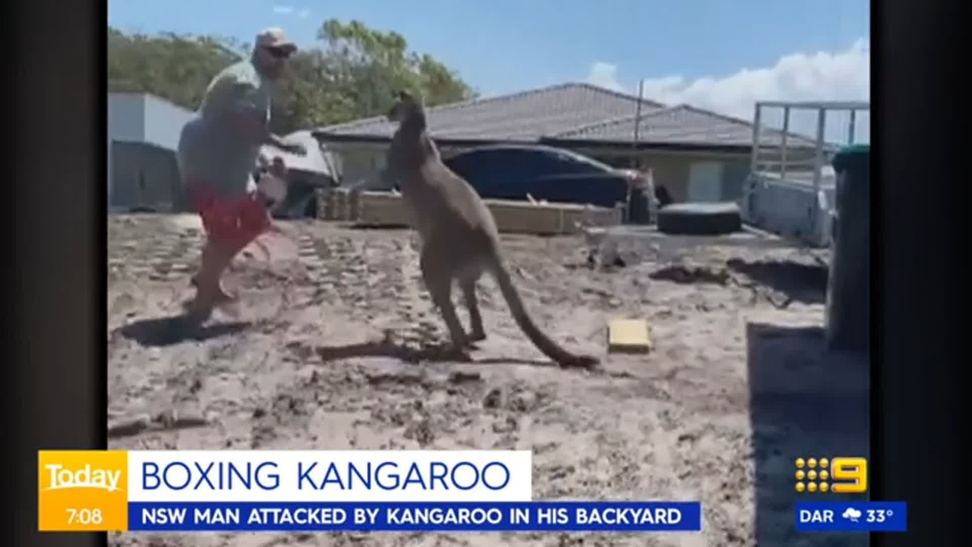 Kangaroo Boxing Human