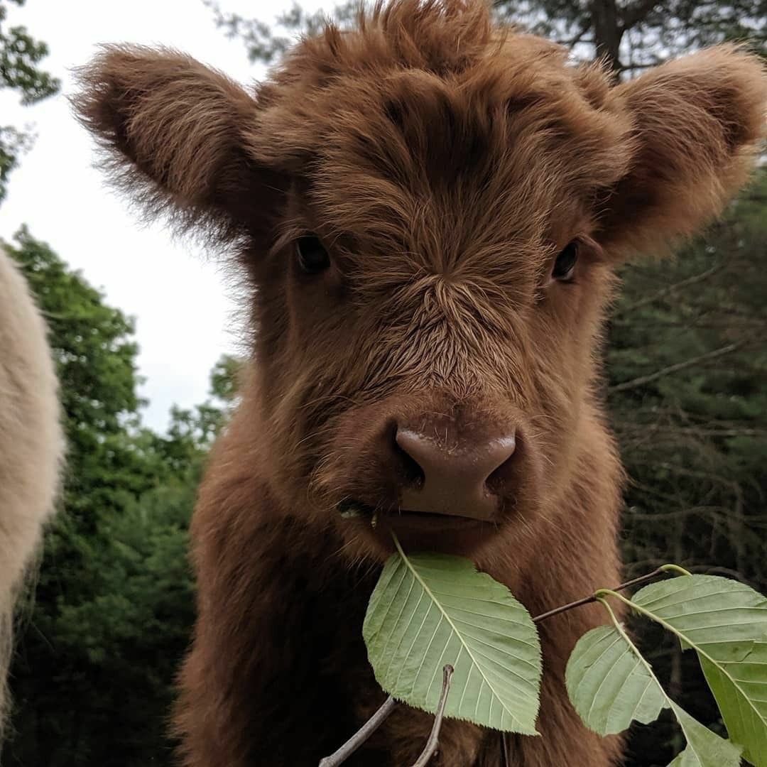 Fluffy Brown Cows