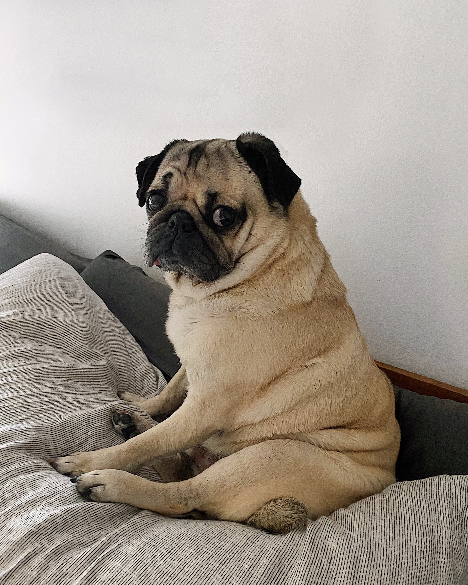 Why Do Pugs Fart