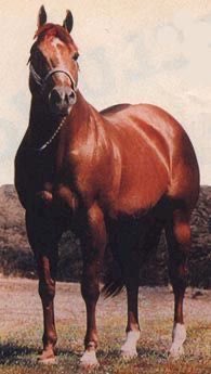 Impressive Stallion Quarter Horse