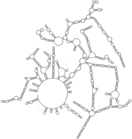 Ribosomal Rna Drawing