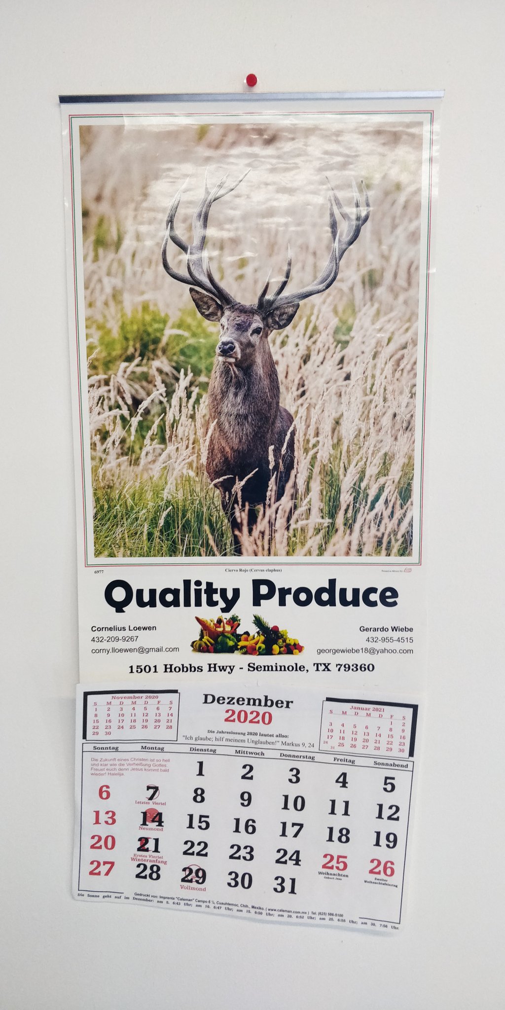 German Mexican Mennonites