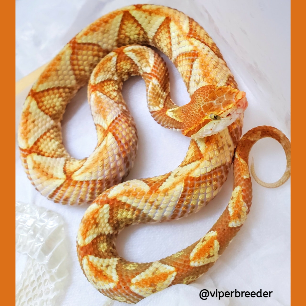 Albino Gaboon Viper Anatomy Of A Snake Our Fireside Stories