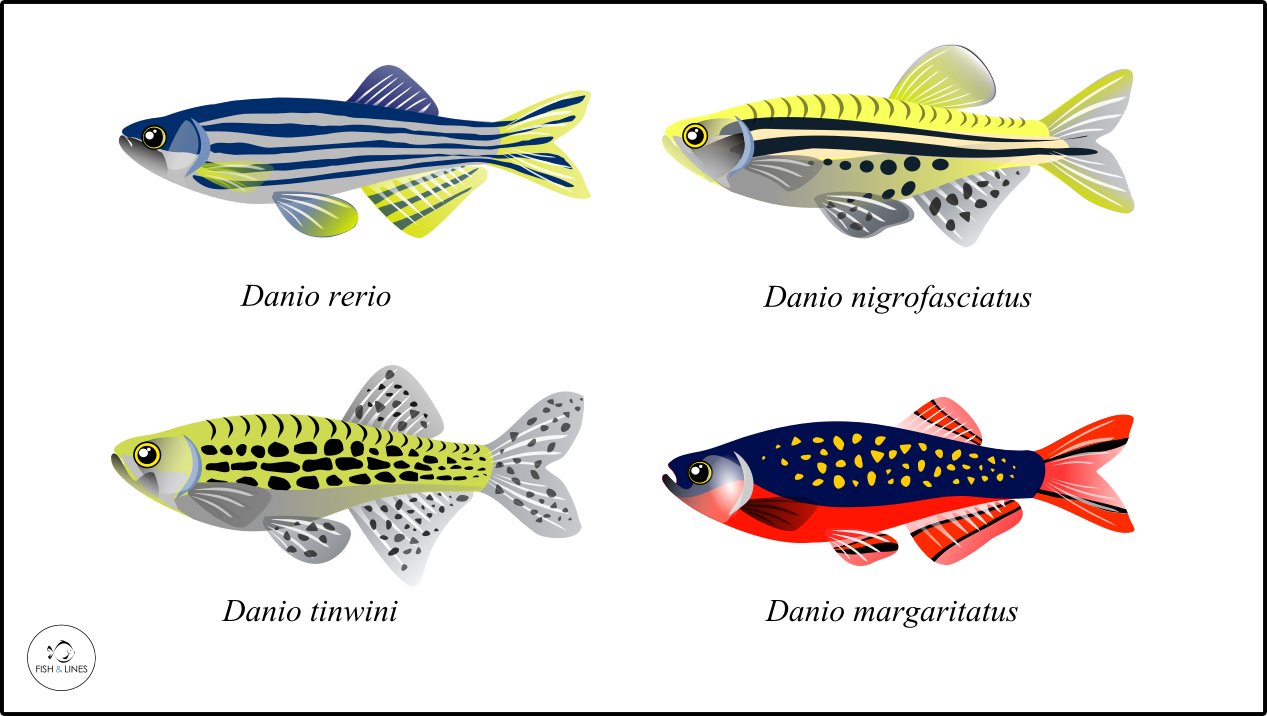 Danio Types