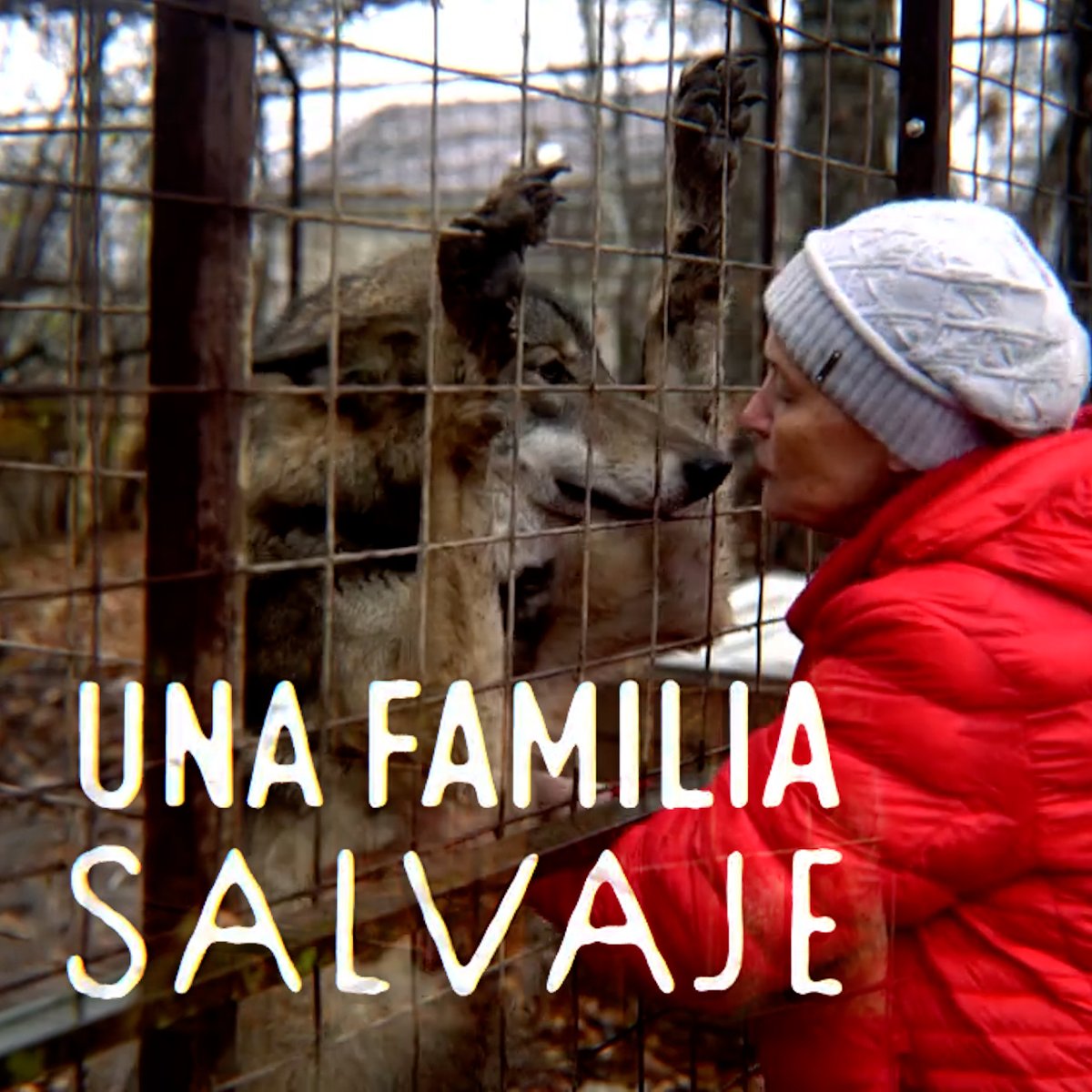 Una familia salvaje | Documental de RT 🎥 Atienden a su osa, sus lobos ...