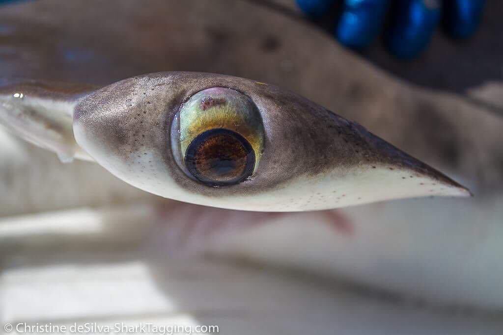 Hammerhead Shark Eyes