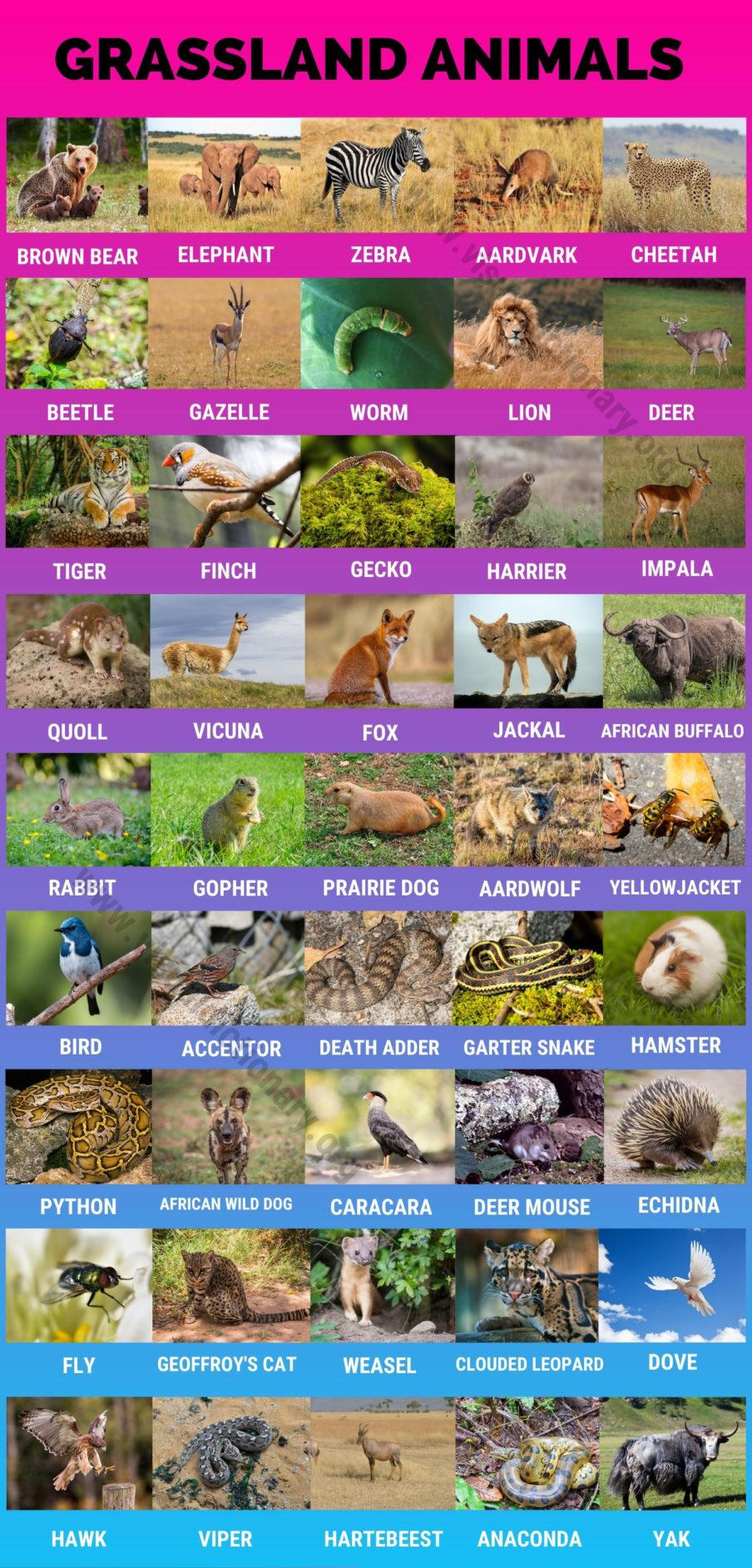 Grassland Animals With Names