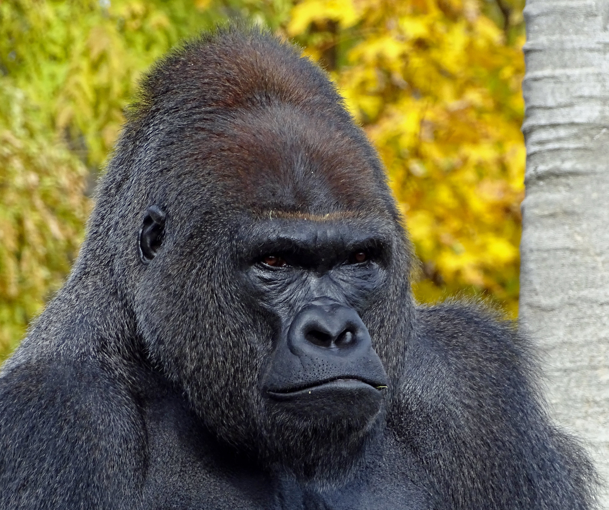 Gorilla Grumpy
