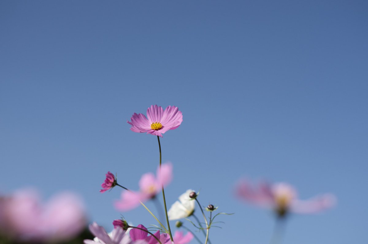 ライデル(@berry_rydell) - Twilog (ツイログ)