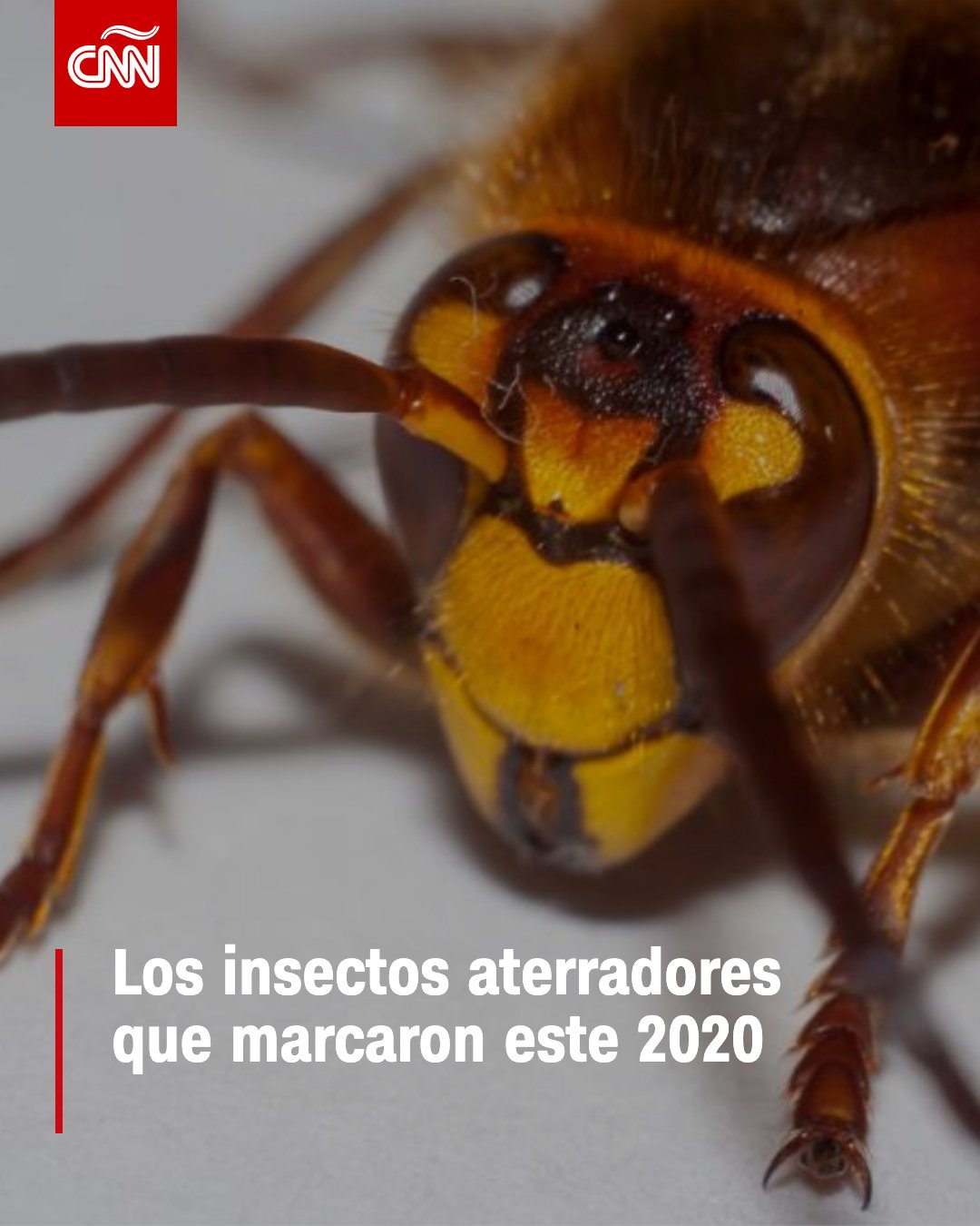 Insectos Aterradores