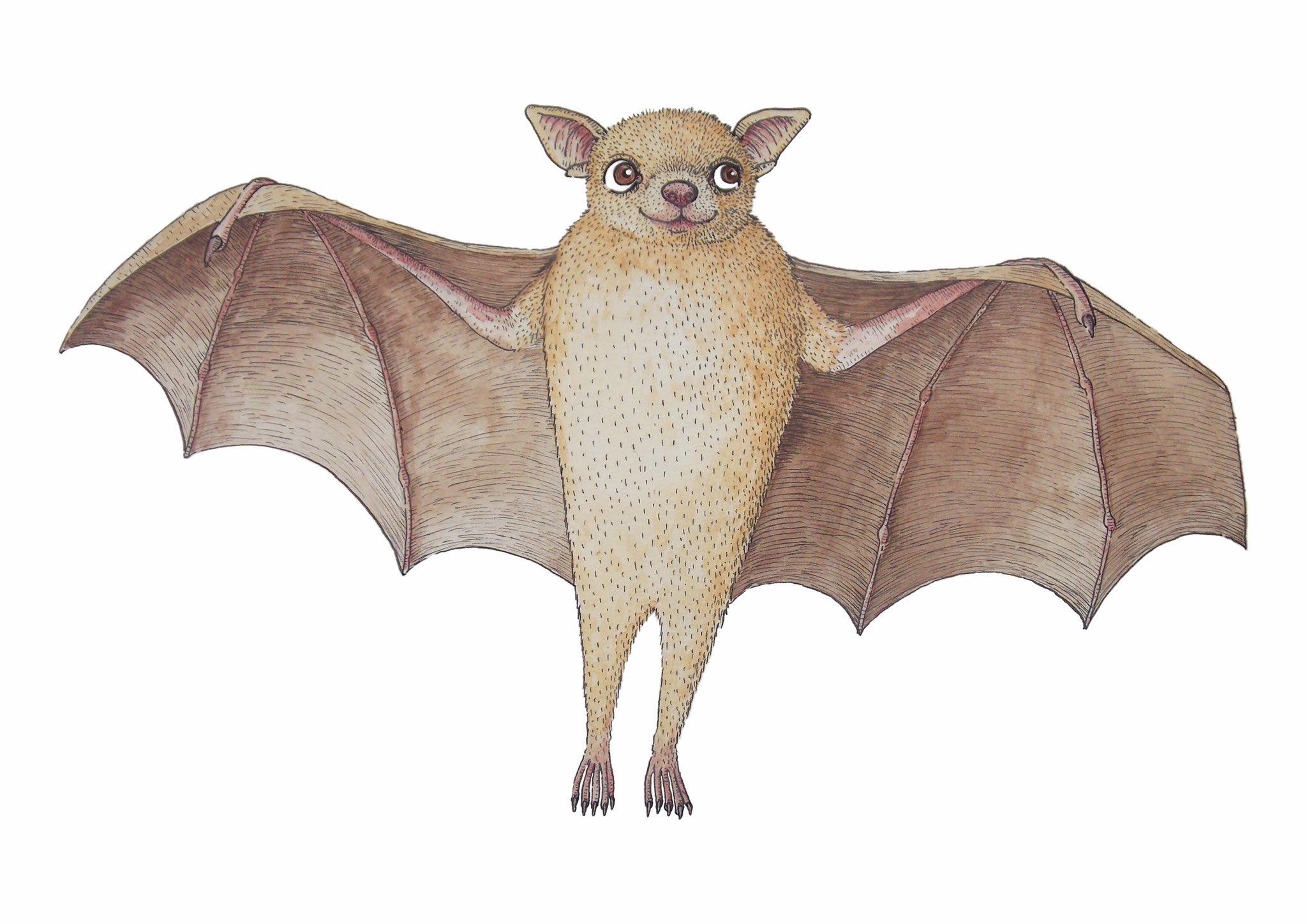 Dwarf Epauletted Bat
