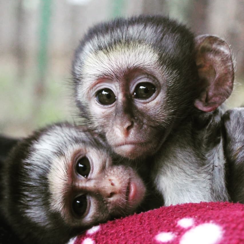 About us - Vervet Monkey Foundation