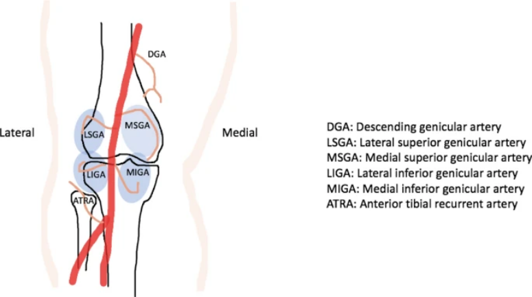 Descending Genicular Artery