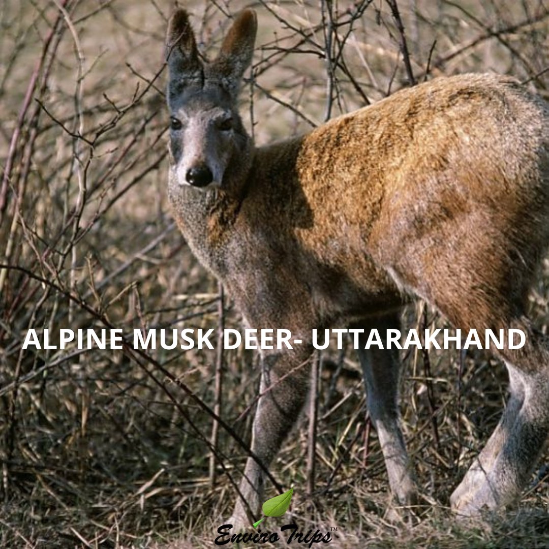 Indian Musk Deer