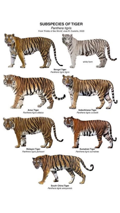 Perbedaan Harimau Jawa Dan Sumatra