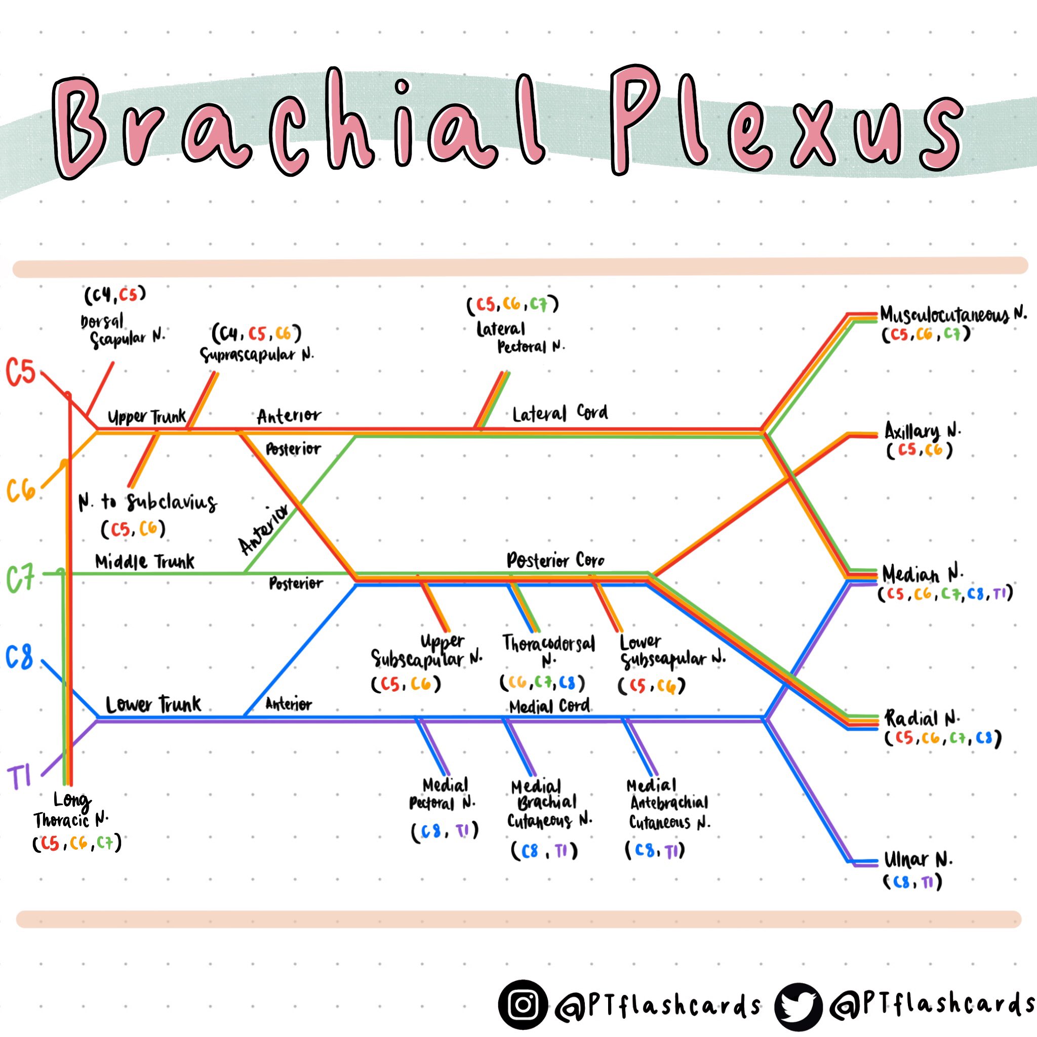 Brachial Plexus Schematic