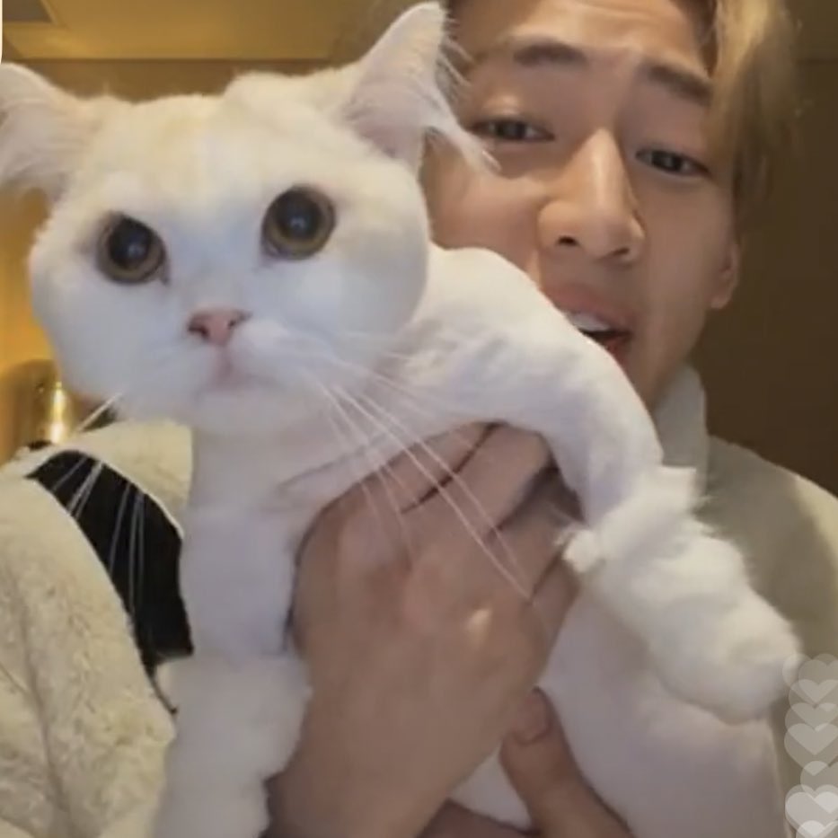Who is the cutest kpop cat?? : r/kpopthoughts