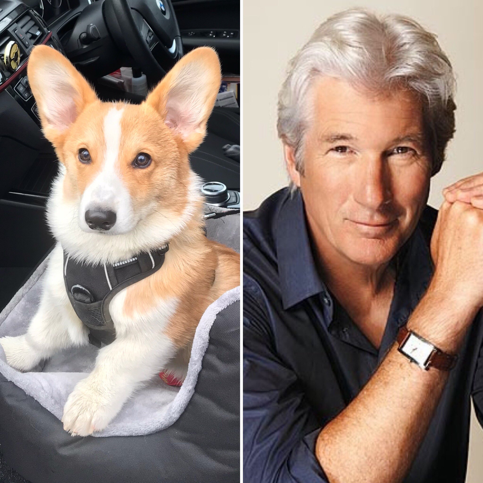 A Dog That Looks Exactly Like Richard Gere