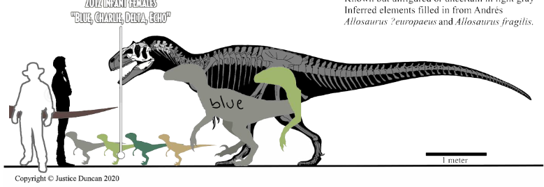 Allosaurus Size Comparison