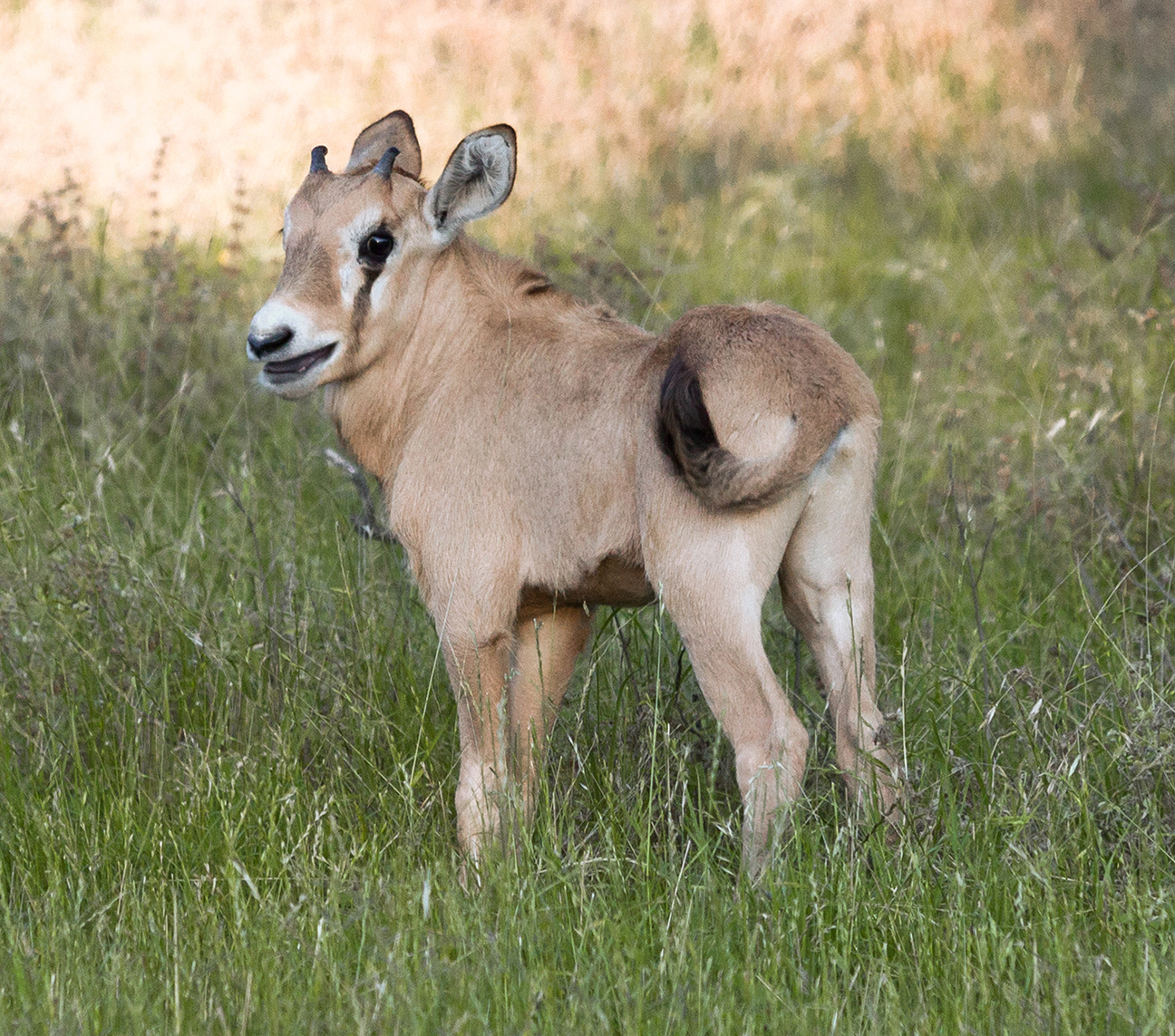 Baby Gemsbok