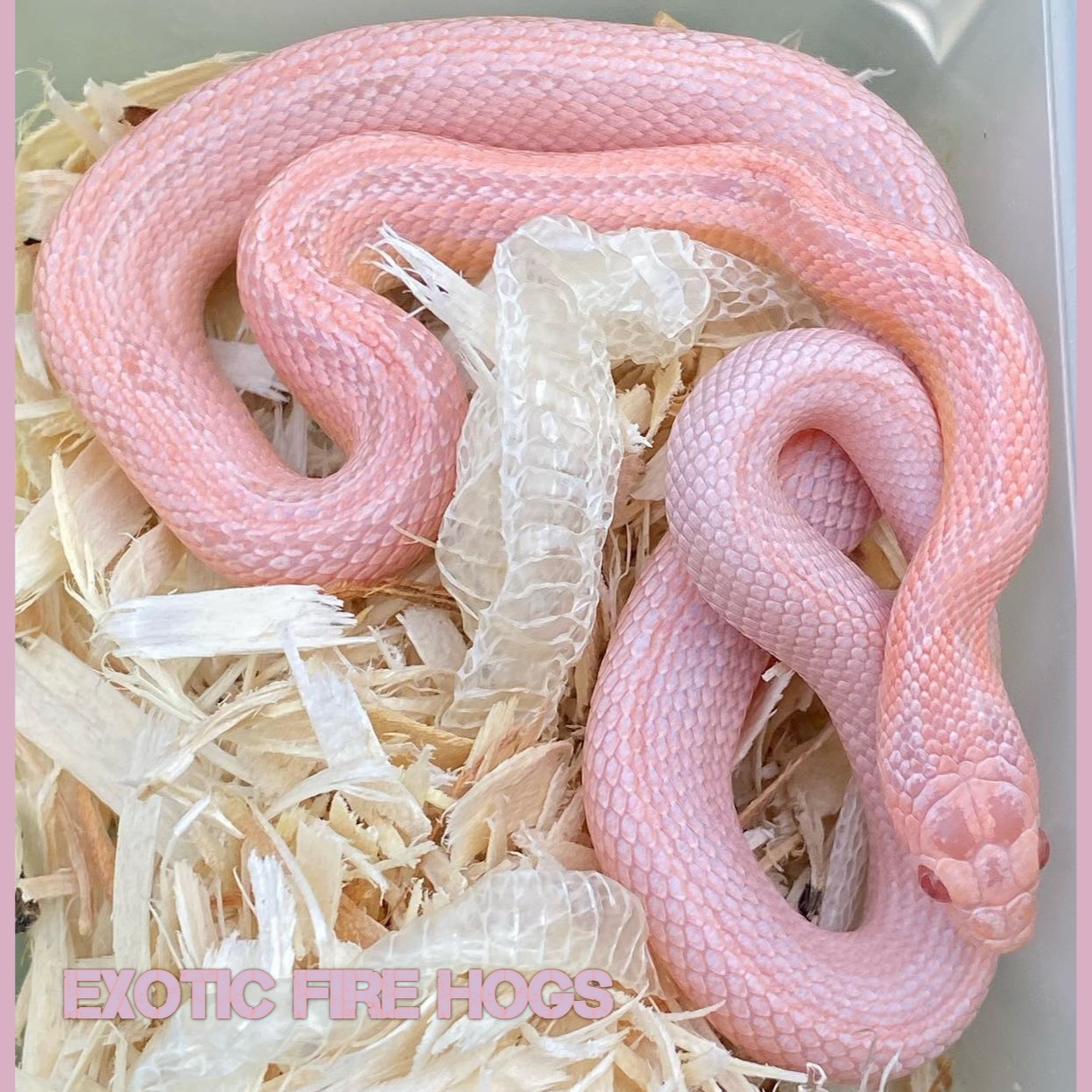 Corn Snake Pink