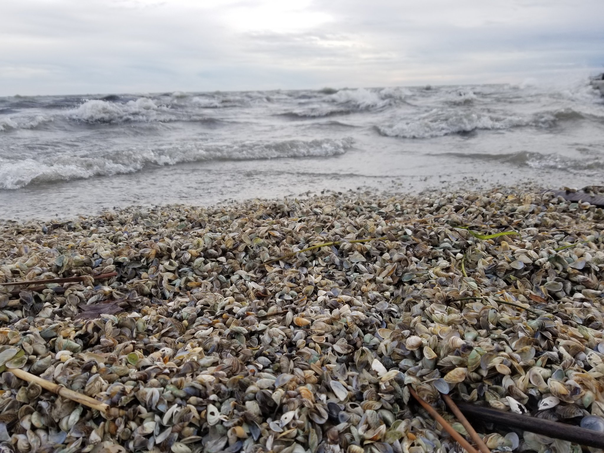 Zebra Mussels Shore