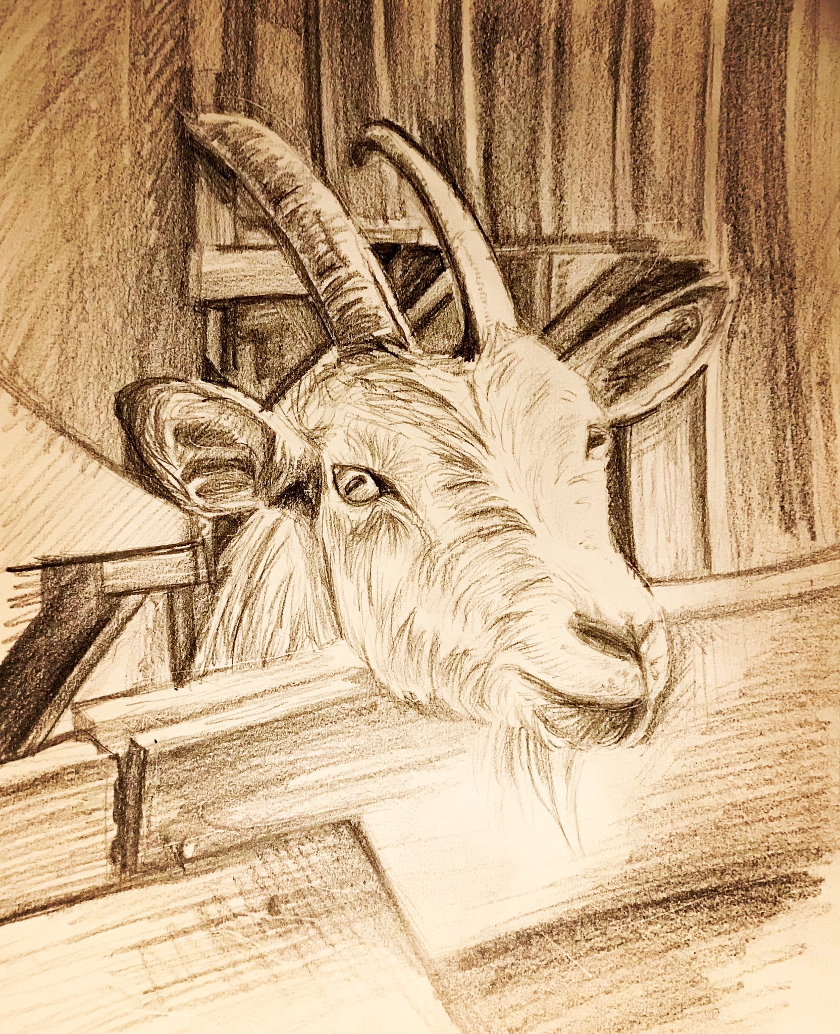 Goat Pencil Drawing