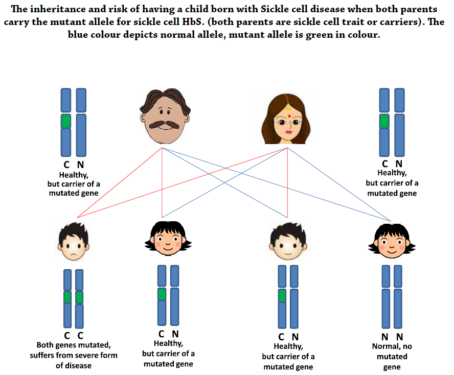 Sickle Cell Anemia Inheritance