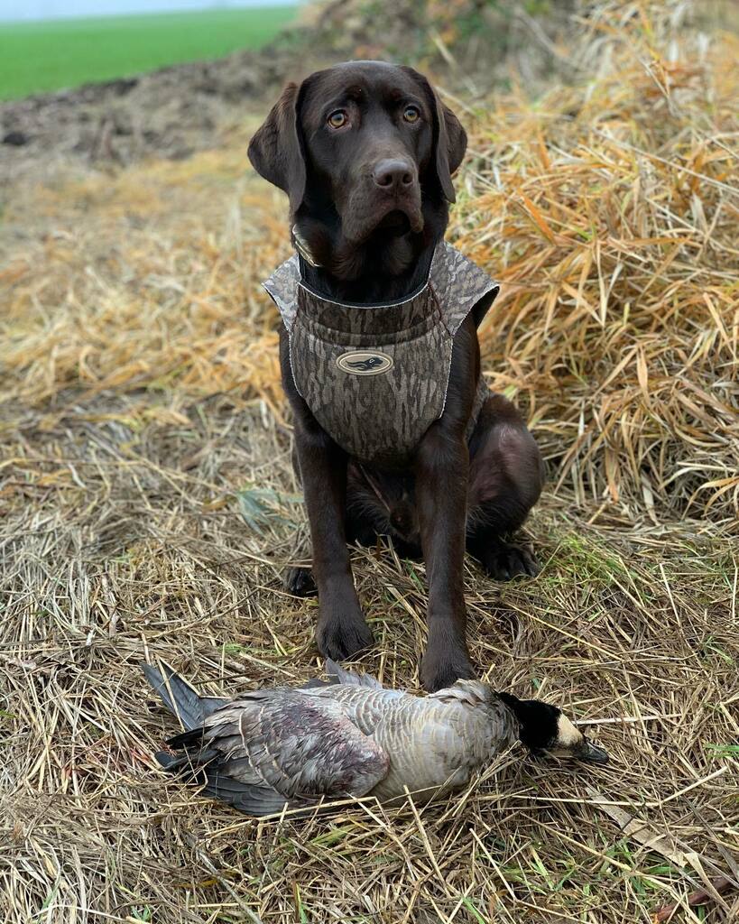Chocolate Lab Hunting Vest