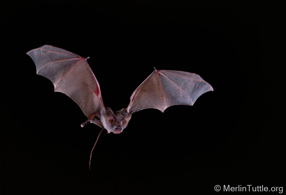 Lesser Mouse Tailed Bat