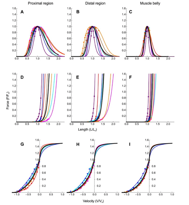 Hill-type muscle models by @WakelingLab @KonowLab @AndrewBiewener "We ...