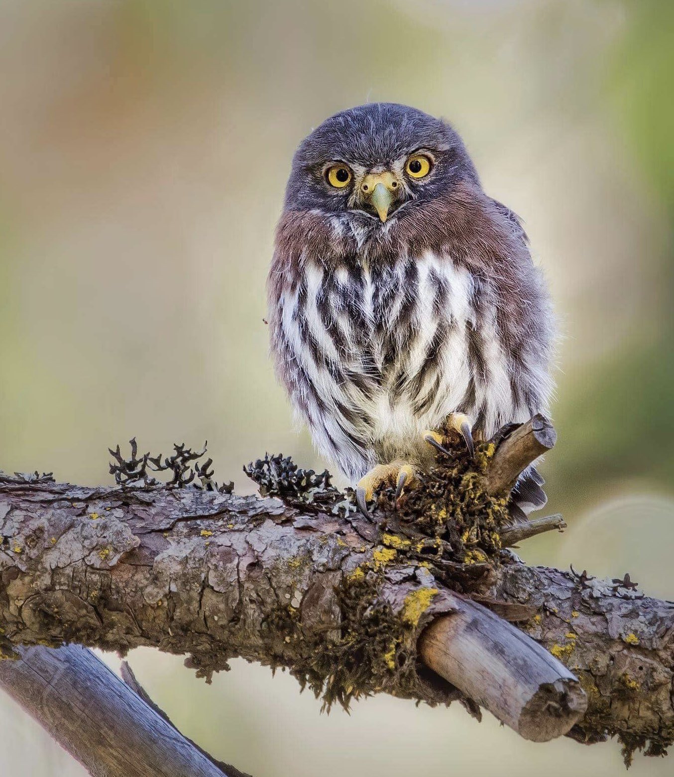 Northern Pygmy Owl Nest