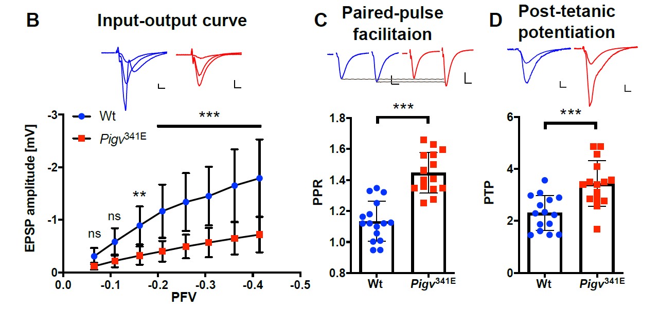 Pulse Ratio
